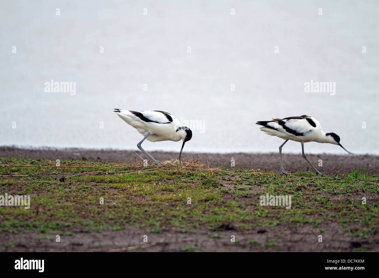 Avocet pair at the nest. (Recurvirostra avosetta Stock Photo - Alamy