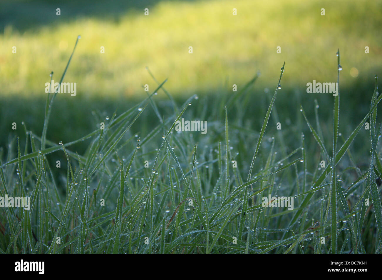 Fresh dewy grass hi-res stock photography and images - Alamy
