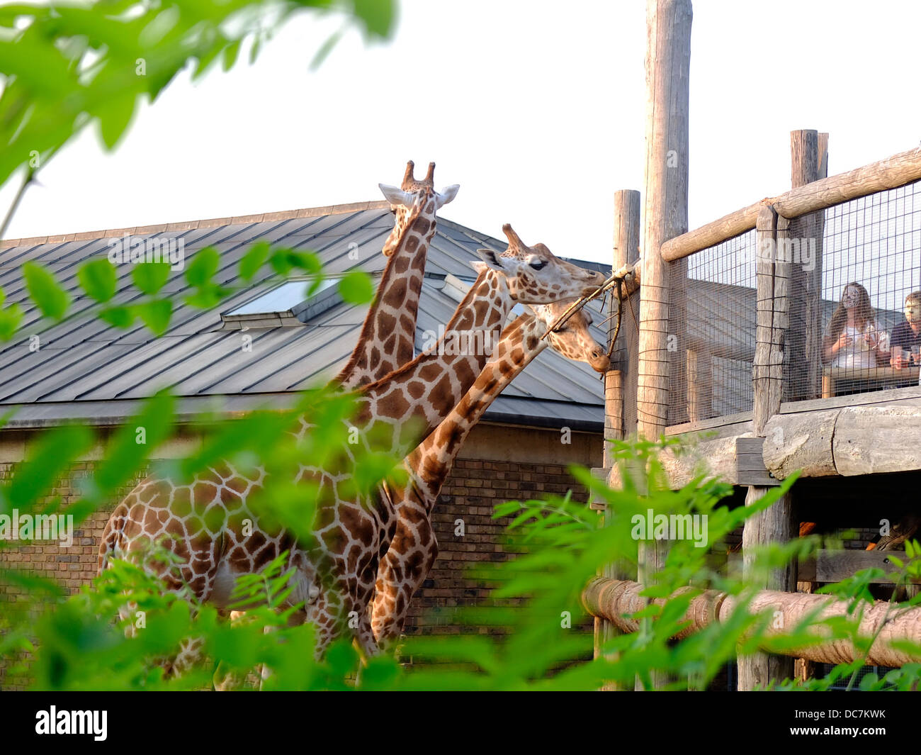 London zoo animals cute hi-res stock photography and images - Alamy