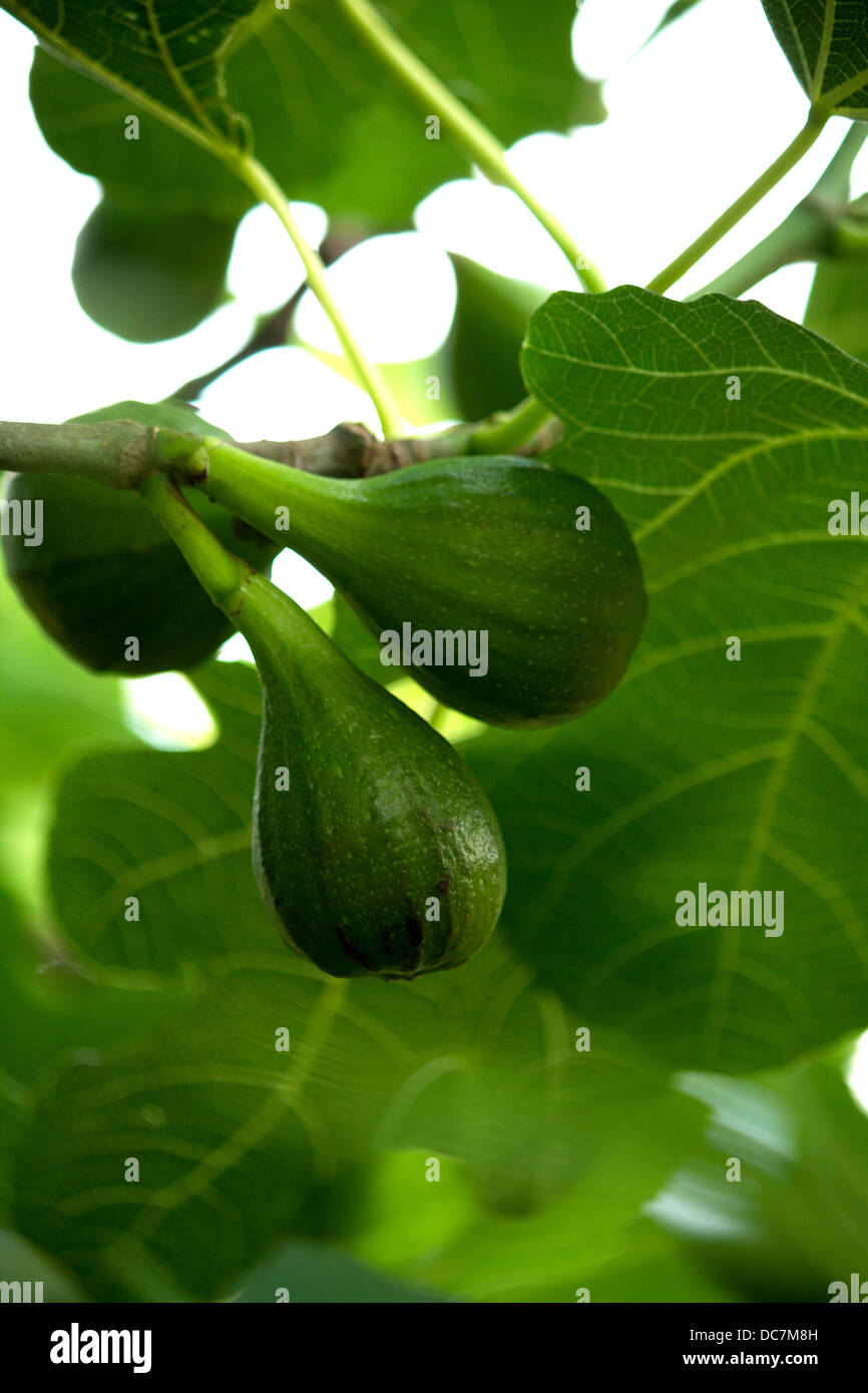 Figs growing in an English garden in Lincolnshire Stock Photo - Alamy