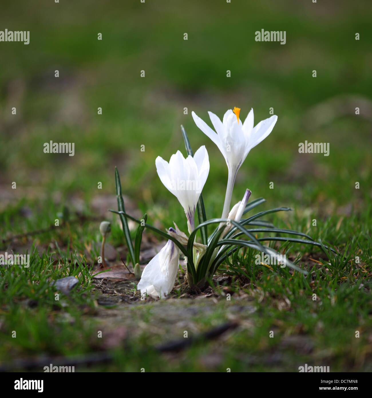 spring flower close up macro Stock Photo - Alamy