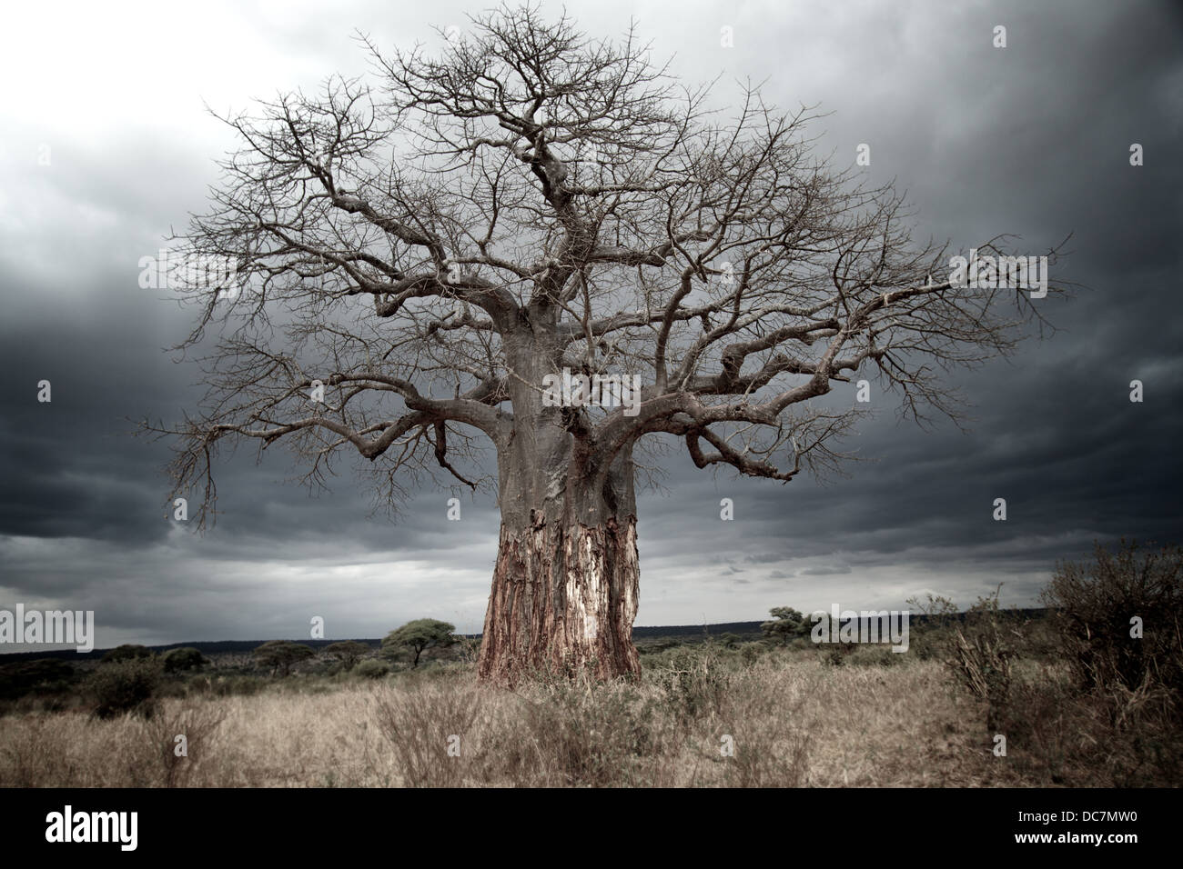 Baobab Tree High Resolution Stock Photography and Images - Alamy