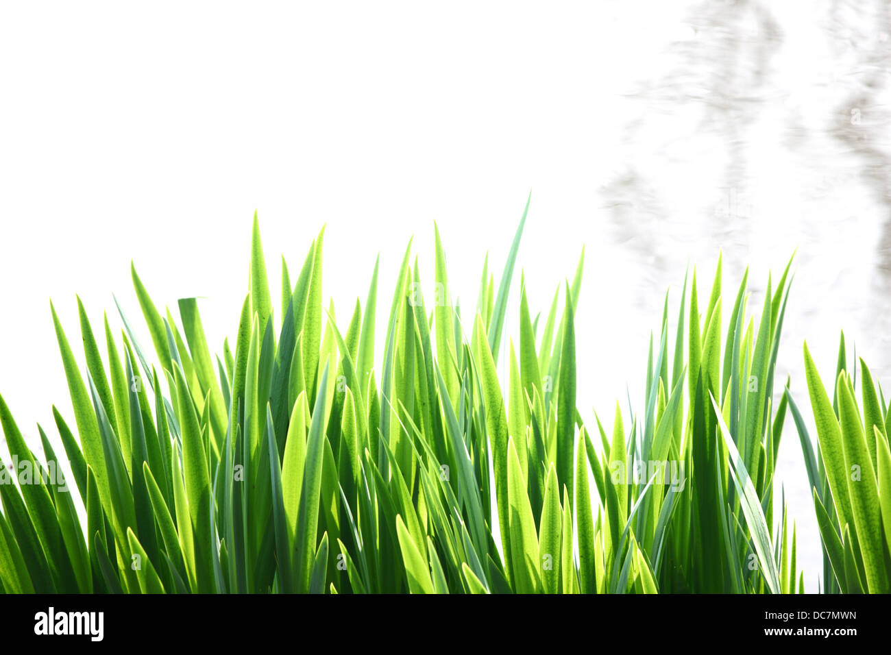 grass on water background Stock Photo - Alamy
