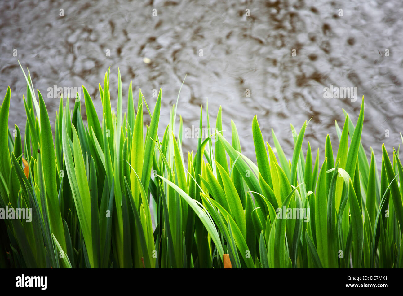 grass on water background Stock Photo - Alamy