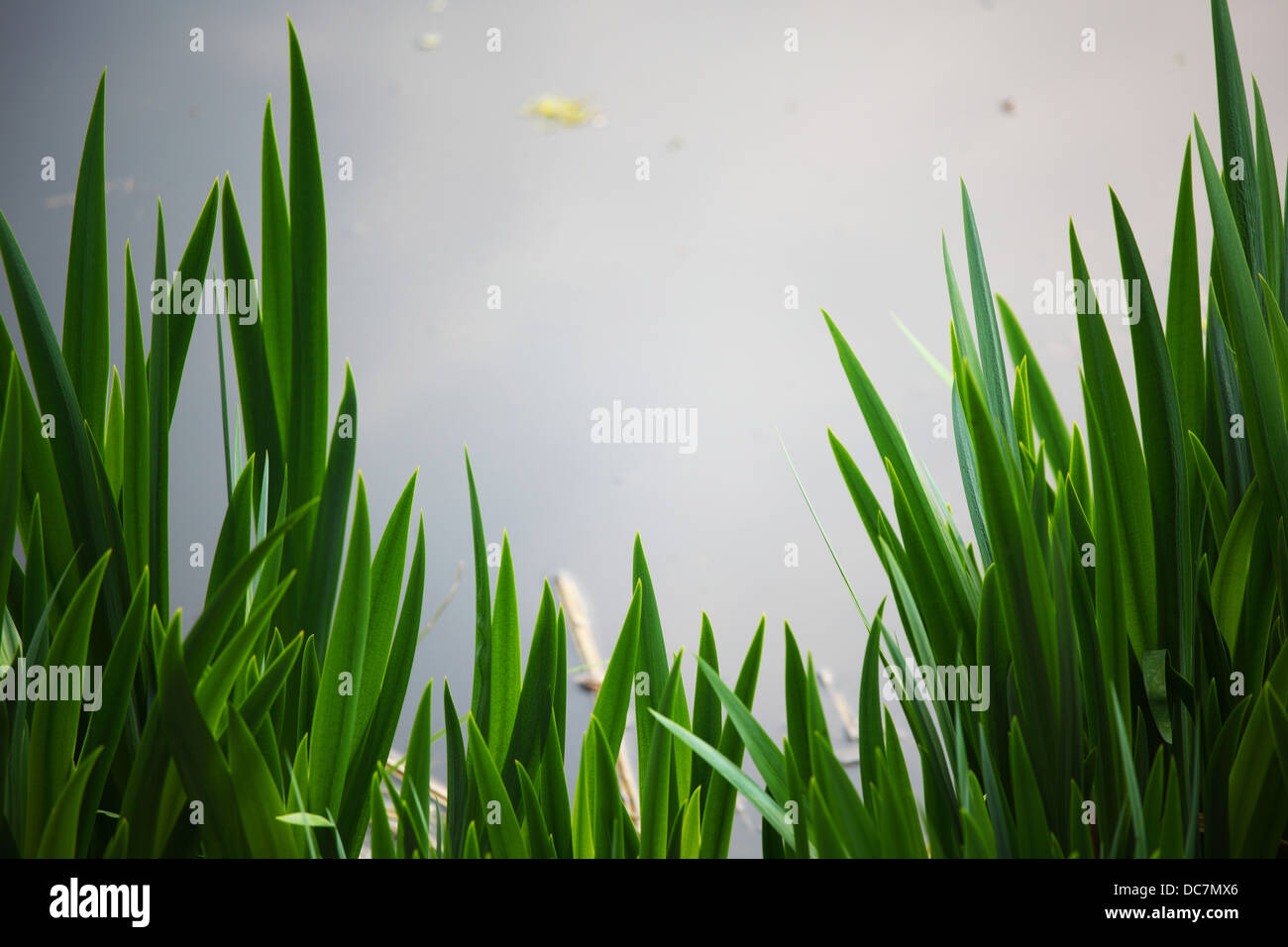 grass on water background Stock Photo - Alamy