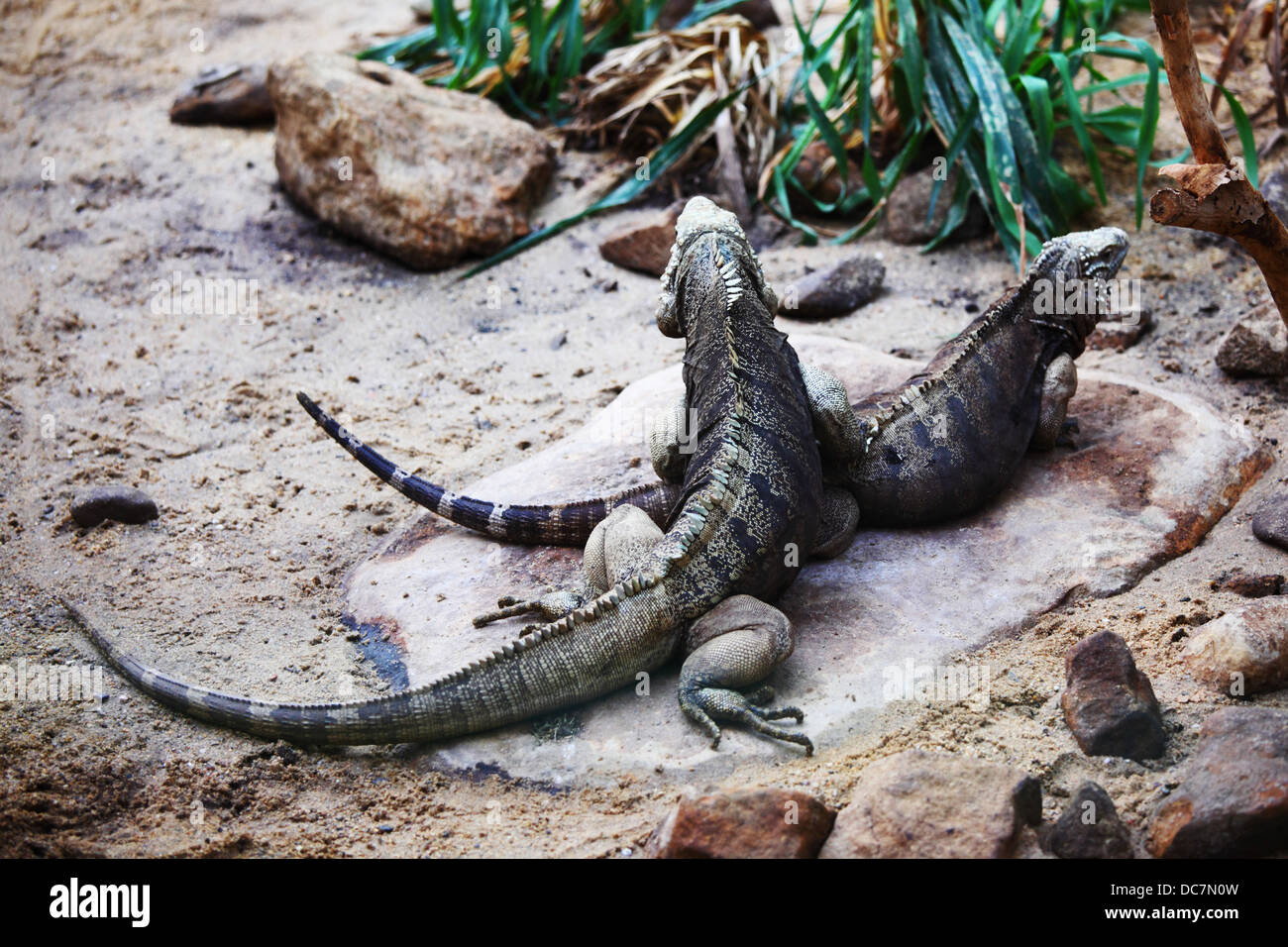 close up lizard in zoo Stock Photo - Alamy