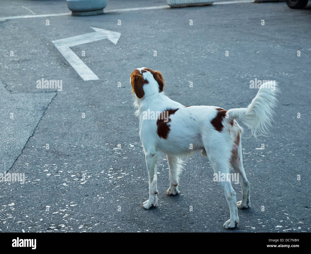 Irish red and white setter hi-res stock photography and images - Alamy