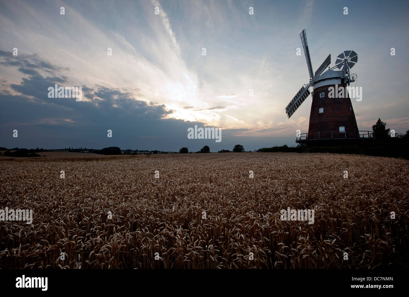 Thaxted Church and John Webbs Windmill in evening light with field of ...