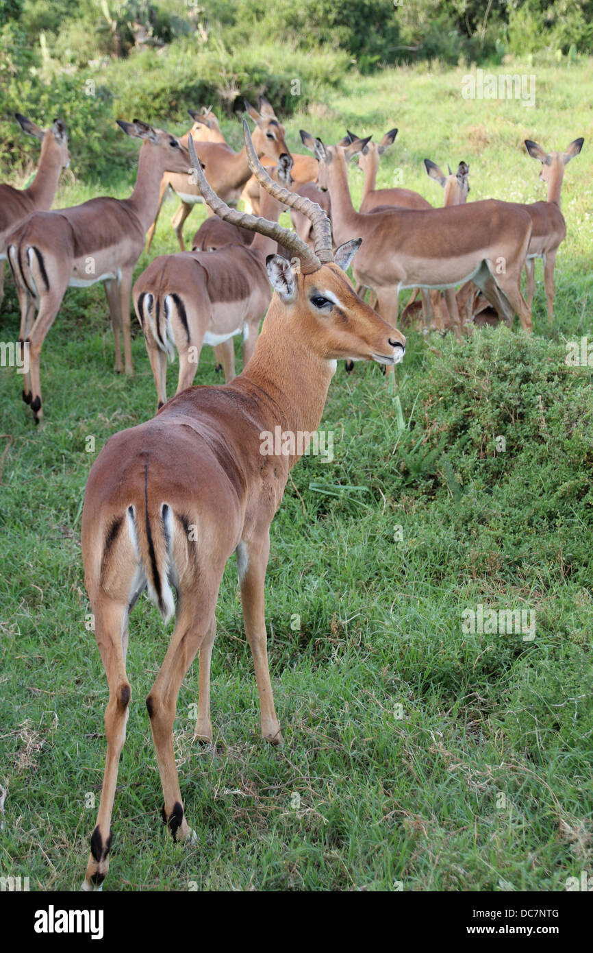 Herd of Impala Stock Photo - Alamy