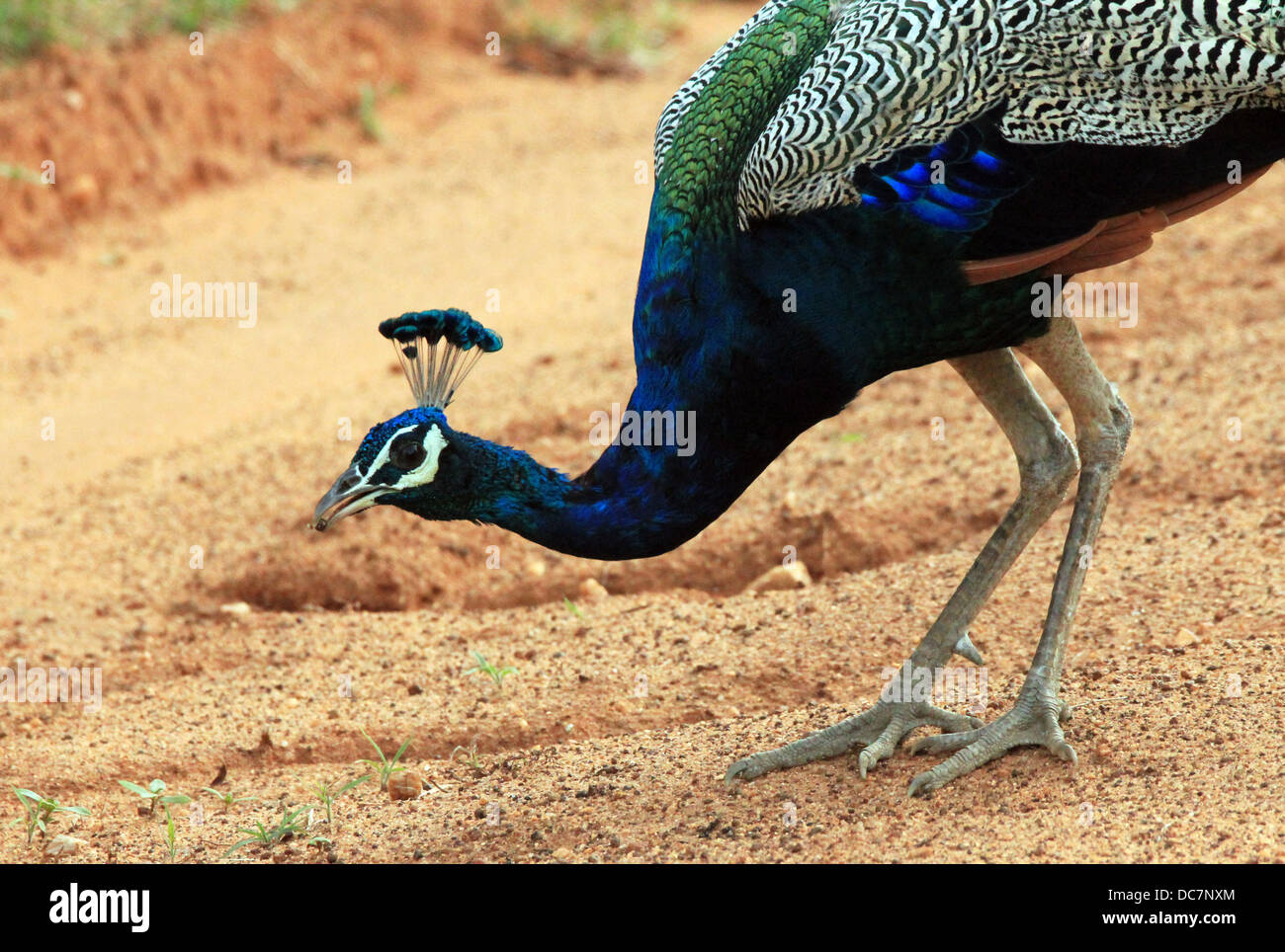 Peacock (Pavo Cristatus) Feeding Seeds on Sandy Road, Yala, Sri Lanka ...