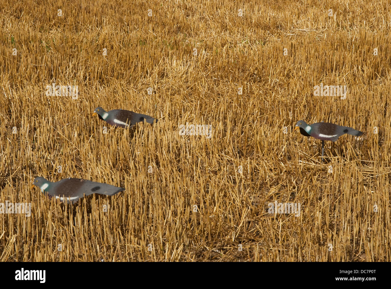 Half shell plastic decoys for shooting Woodpigeons (Columba palumbus ...