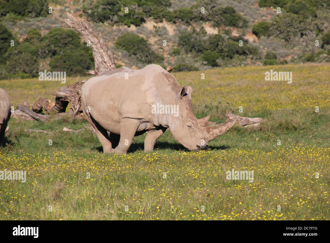 Single white rhino grazing hi-res stock photography and images - Alamy