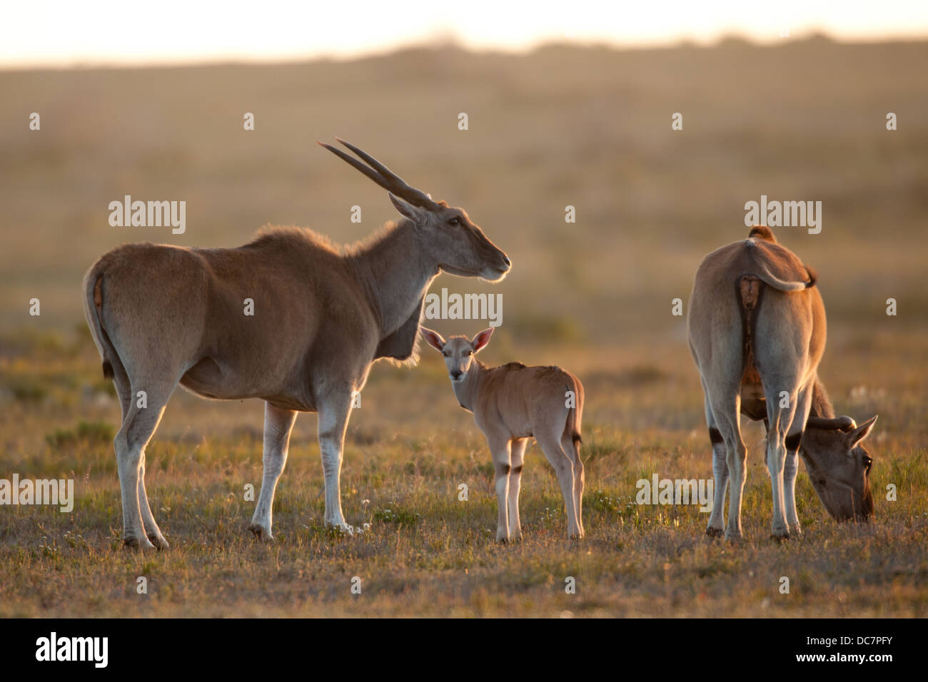 Young eland hi-res stock photography and images - Alamy