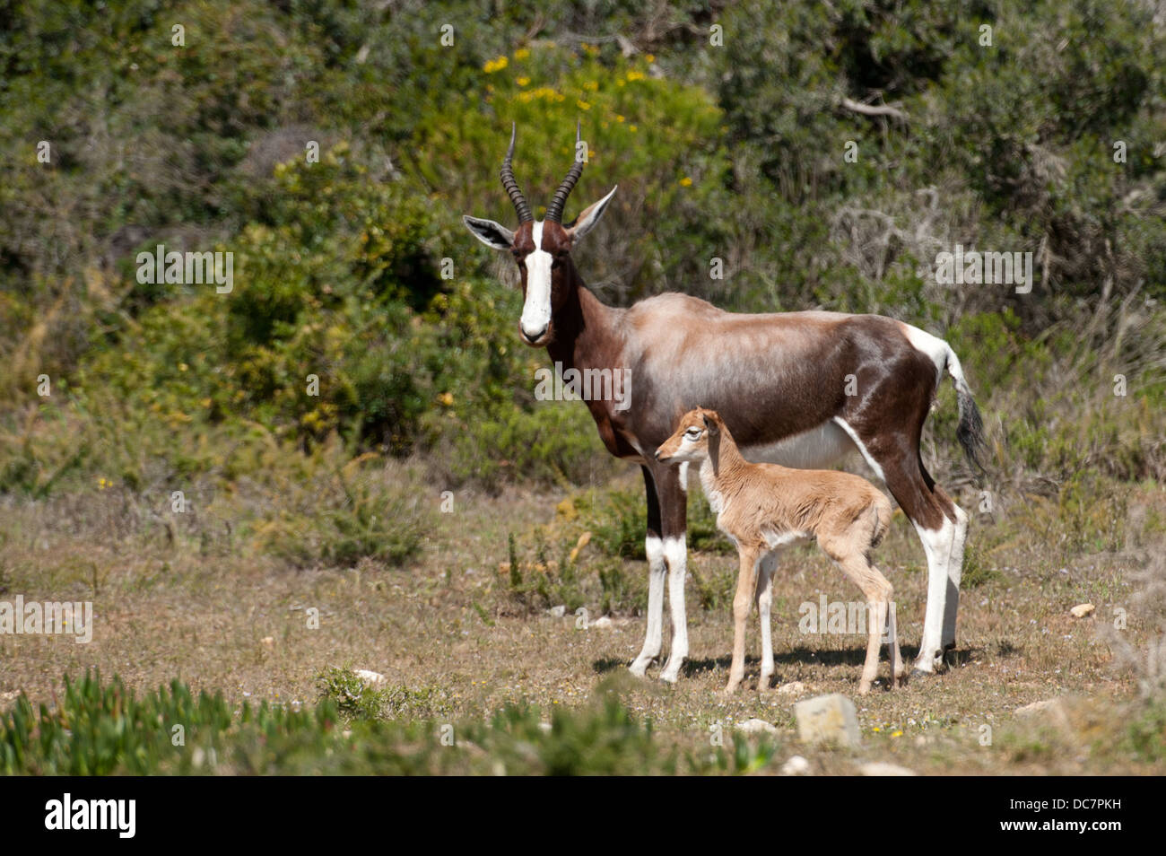 Bontebok with calf (Damaliscus pygargus pygarus), De Hoop Nature ...