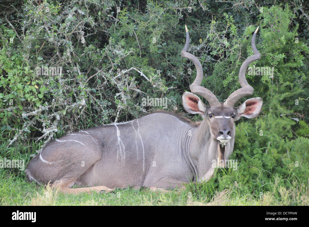 Kudoo grey hi-res stock photography and images - Alamy