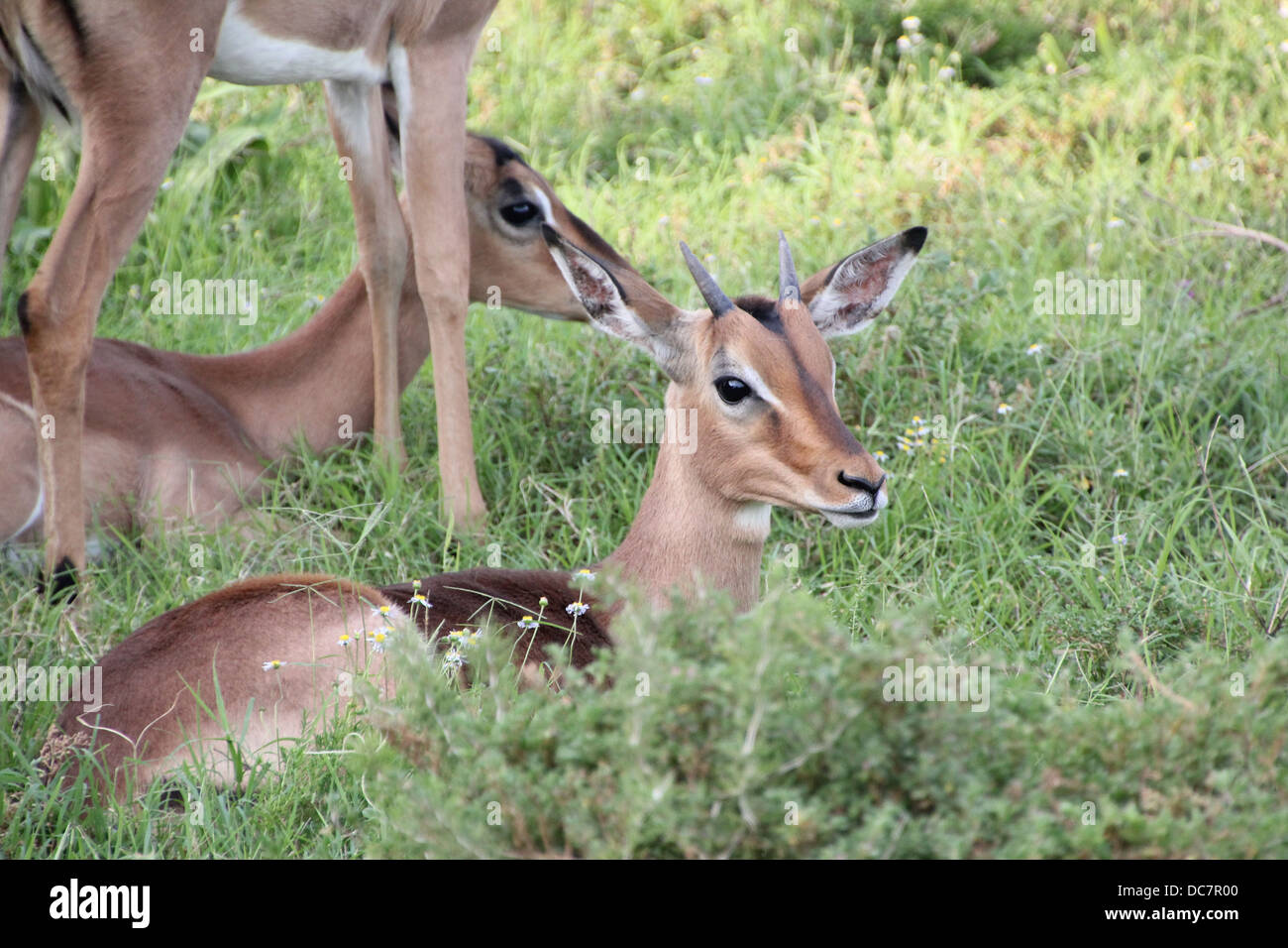 Impala at rest Stock Photo - Alamy