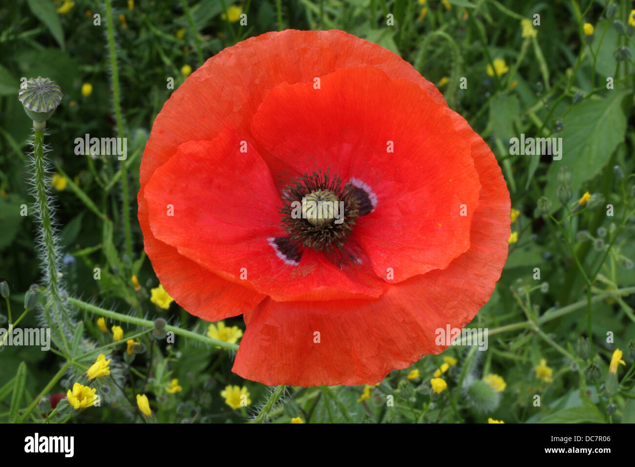 Glorious poppy hi-res stock photography and images - Alamy