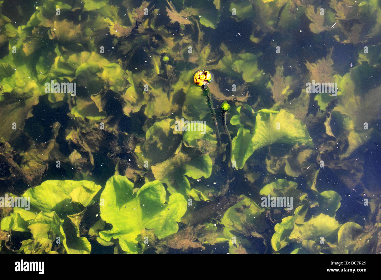 The Grand Union Canal at near Maple Cross, North West London, England ...