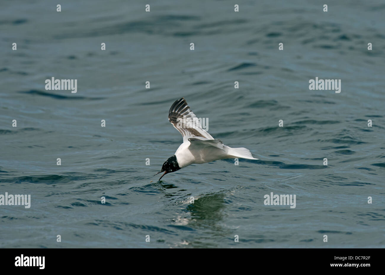 Little Gull 1st summer Stock Photo - Alamy