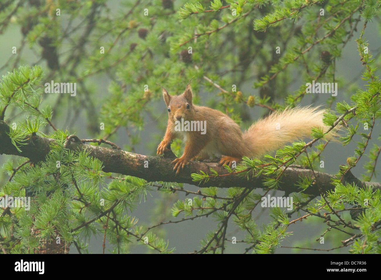 Red Squirrel in a forest in Co.Louth,Ireland Stock Photo - Alamy