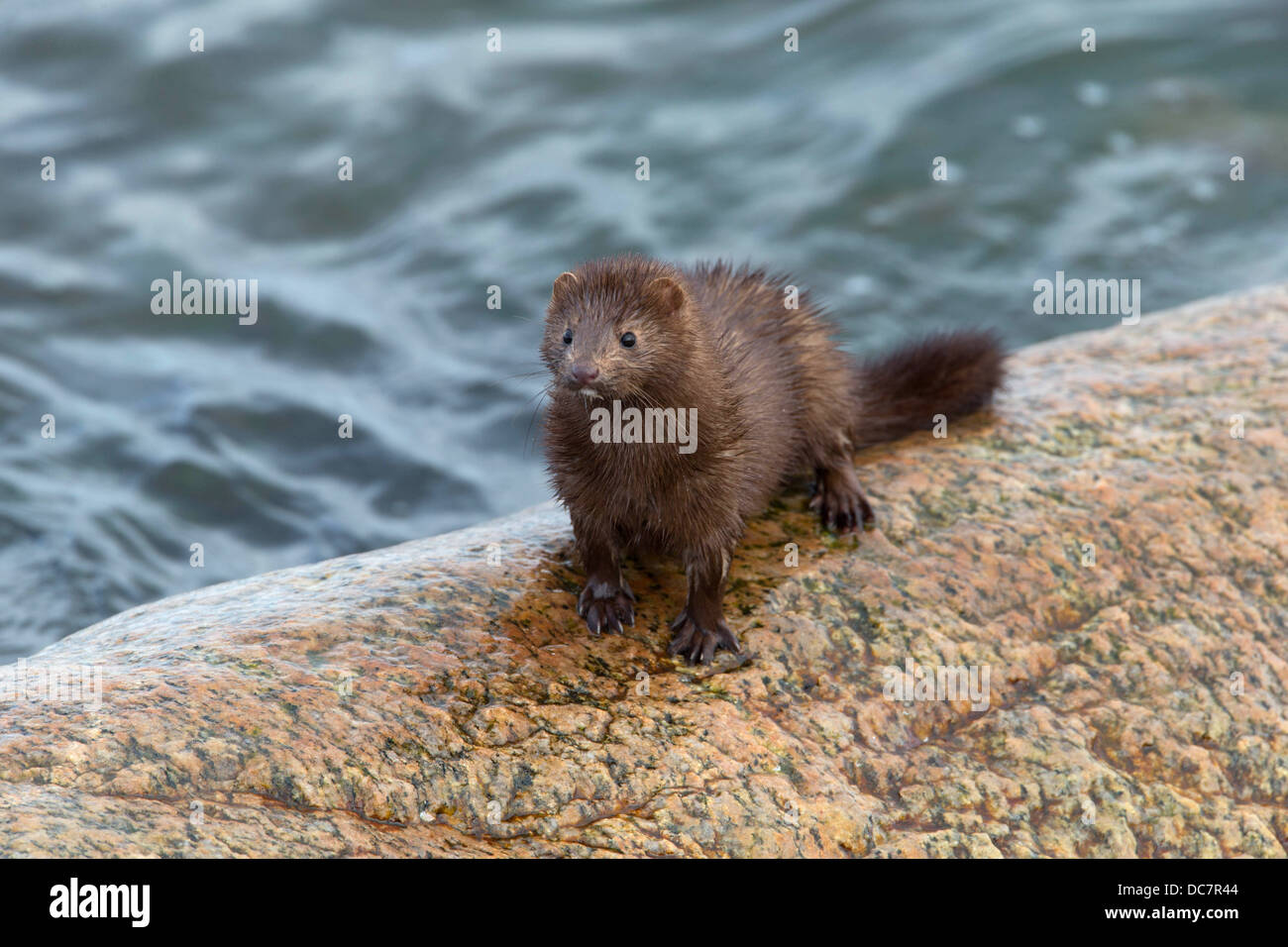 Mink farm hi-res stock photography and images - Alamy