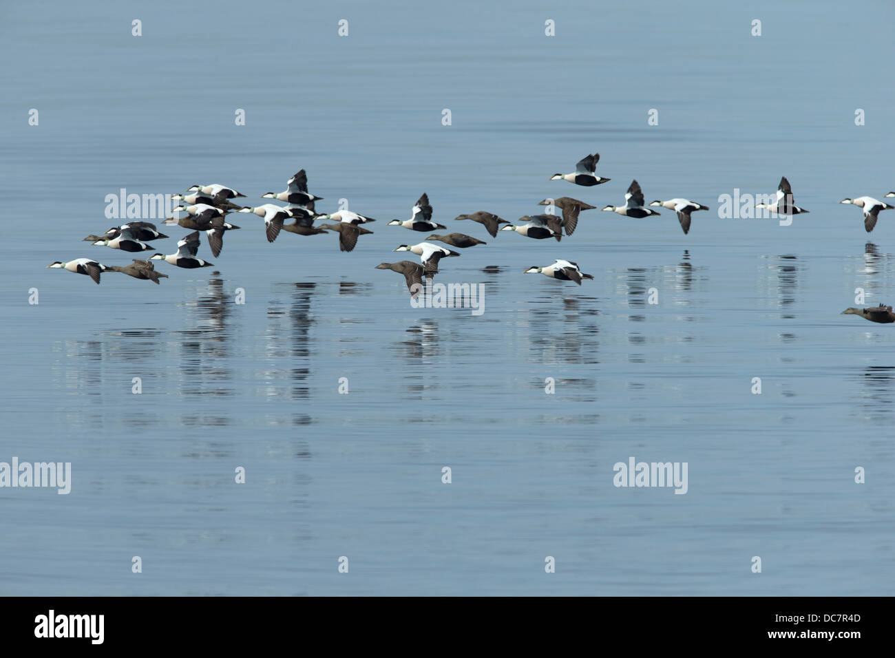 Eider ducks flying close over the water Stock Photo - Alamy
