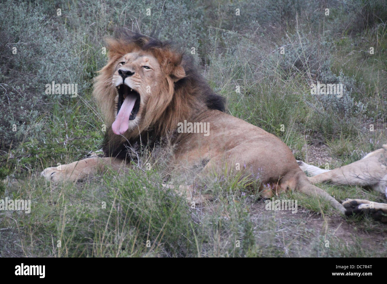 Very contented lion Stock Photo - Alamy