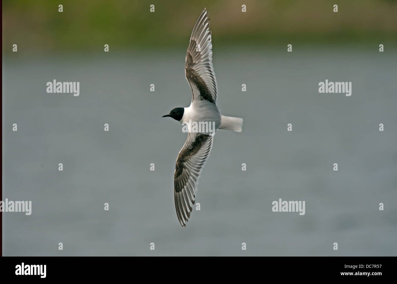 Little Gull 1st summer with full hood Stock Photo - Alamy
