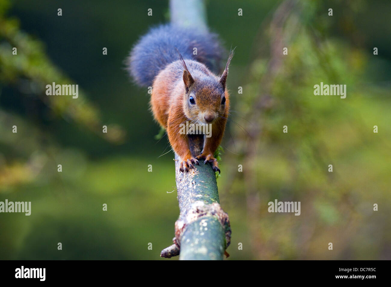 Red Squirrel in a forest in Co.Louth,Ireland Stock Photo - Alamy