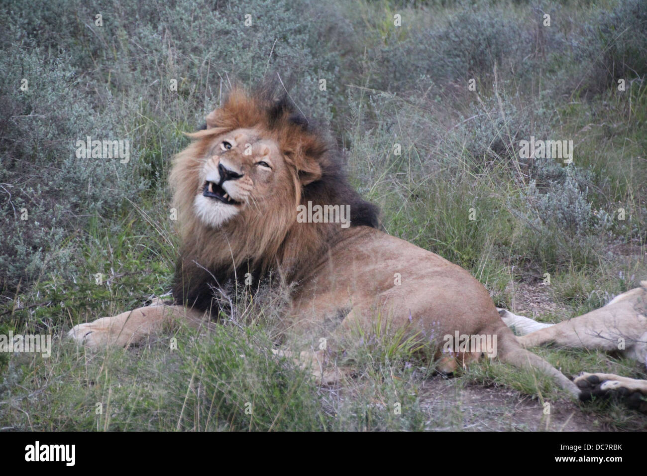 Very contented lion Stock Photo - Alamy
