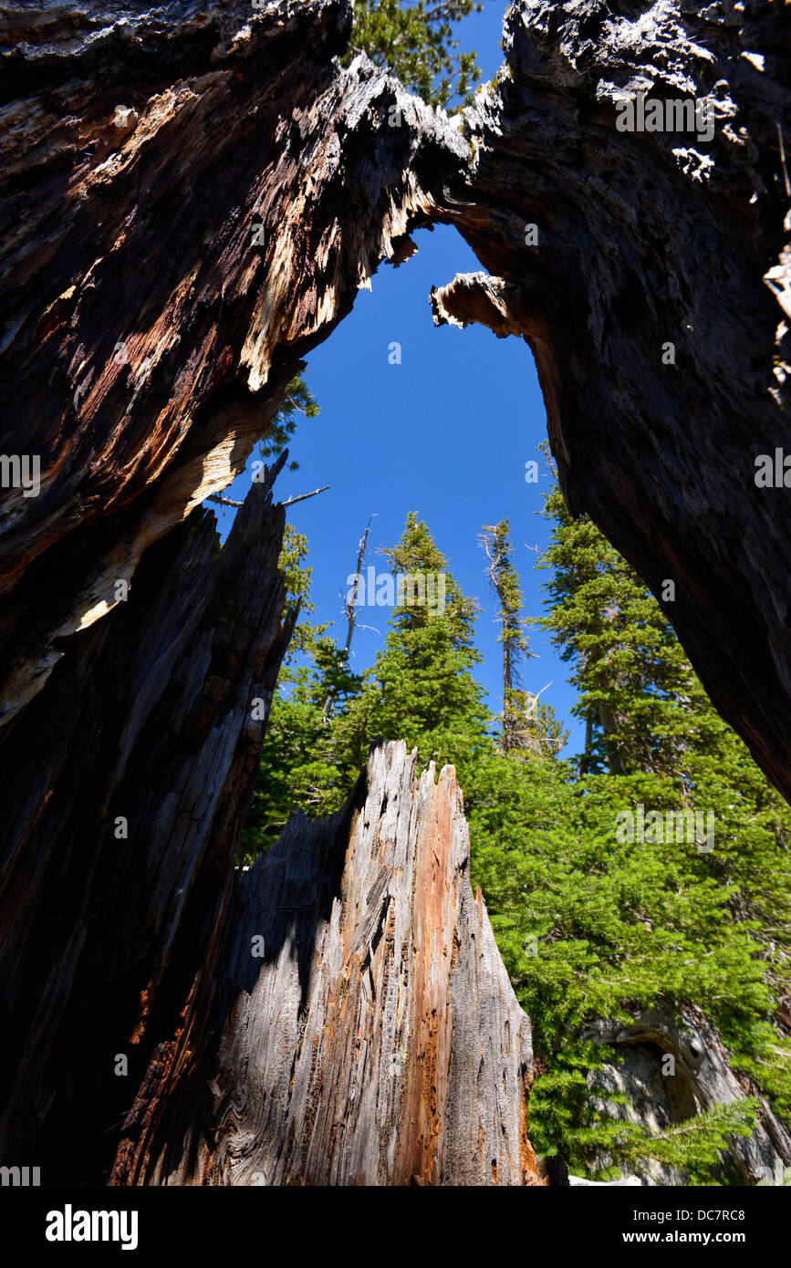 Rotten tree trunk hi-res stock photography and images - Alamy