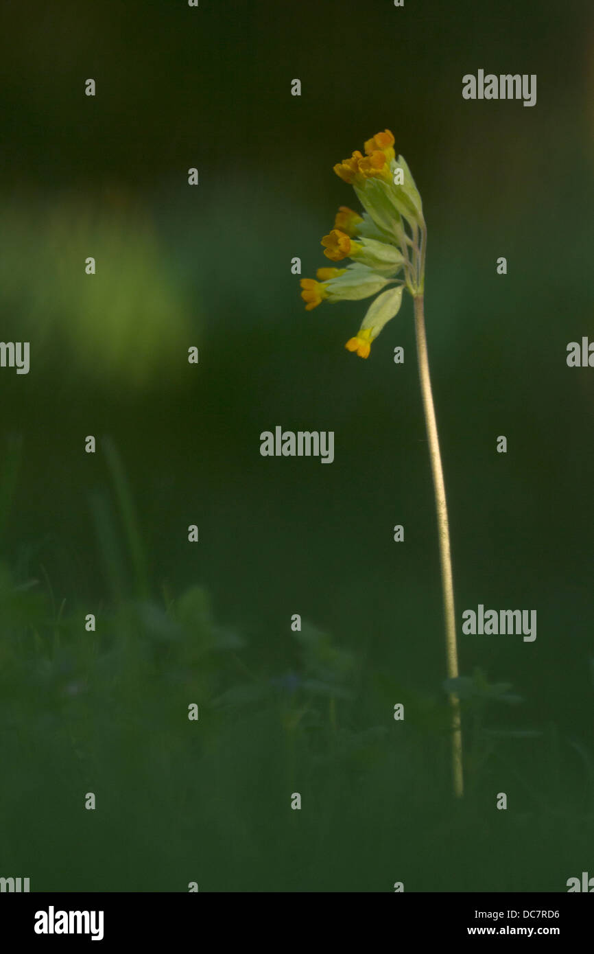 Common cowslip hi-res stock photography and images - Alamy