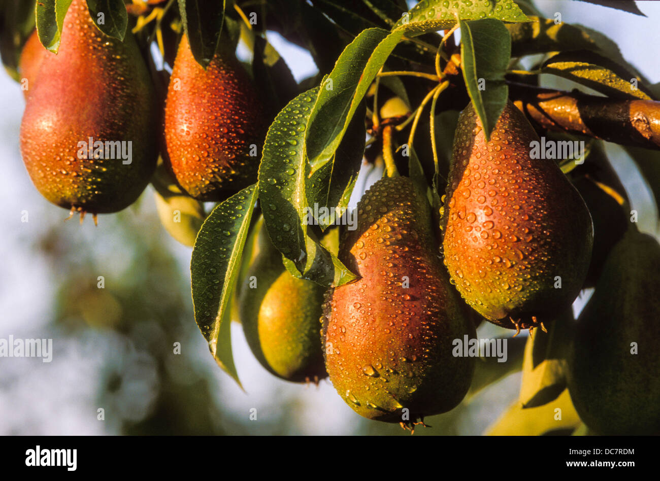 Birnen Am Baum High Resolution Stock Photography and Images - Alamy