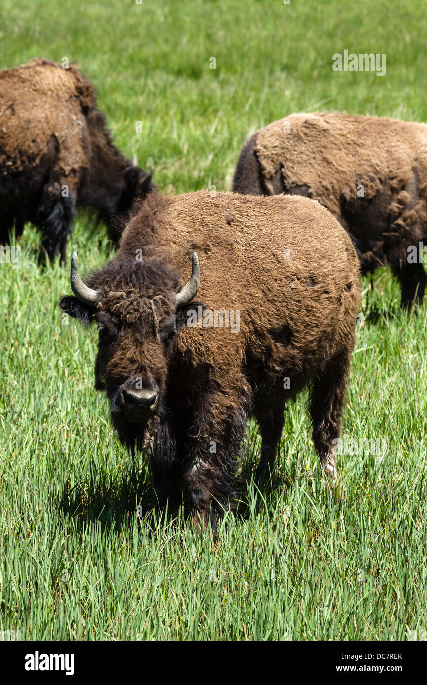 Close up of bison hi-res stock photography and images - Alamy