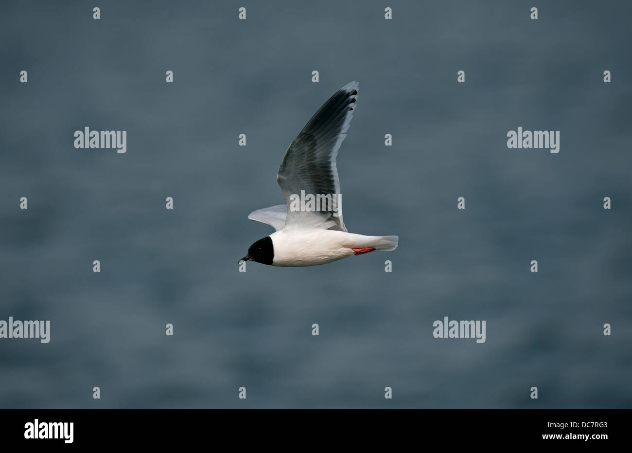 Little Gull 2nd summer Stock Photo - Alamy