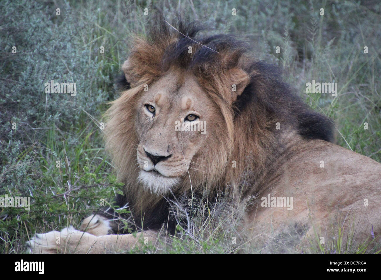 Very contented lion Stock Photo - Alamy
