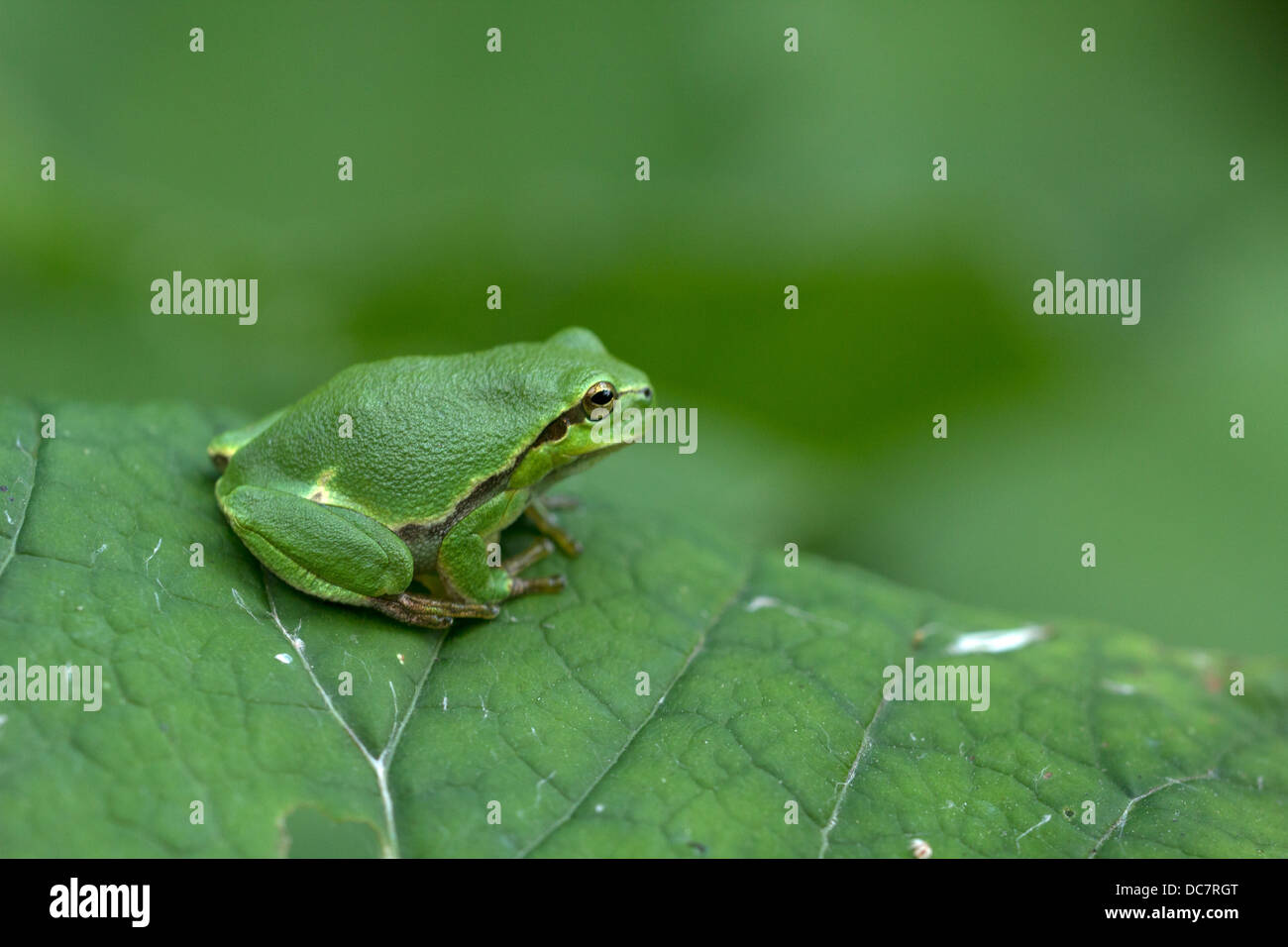 European tree frog hi-res stock photography and images - Alamy
