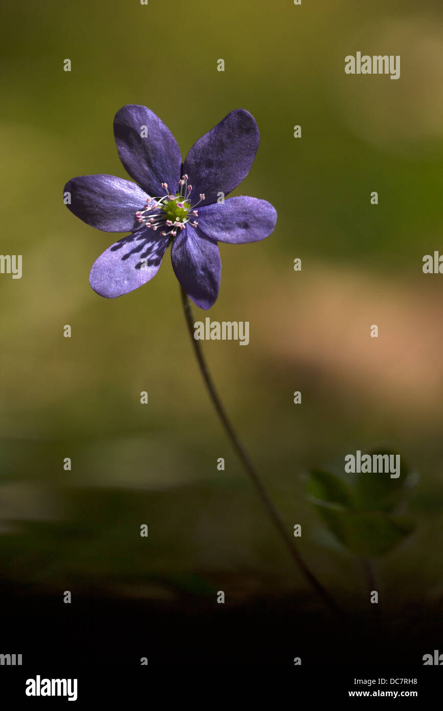 Common hepatica hi-res stock photography and images - Alamy