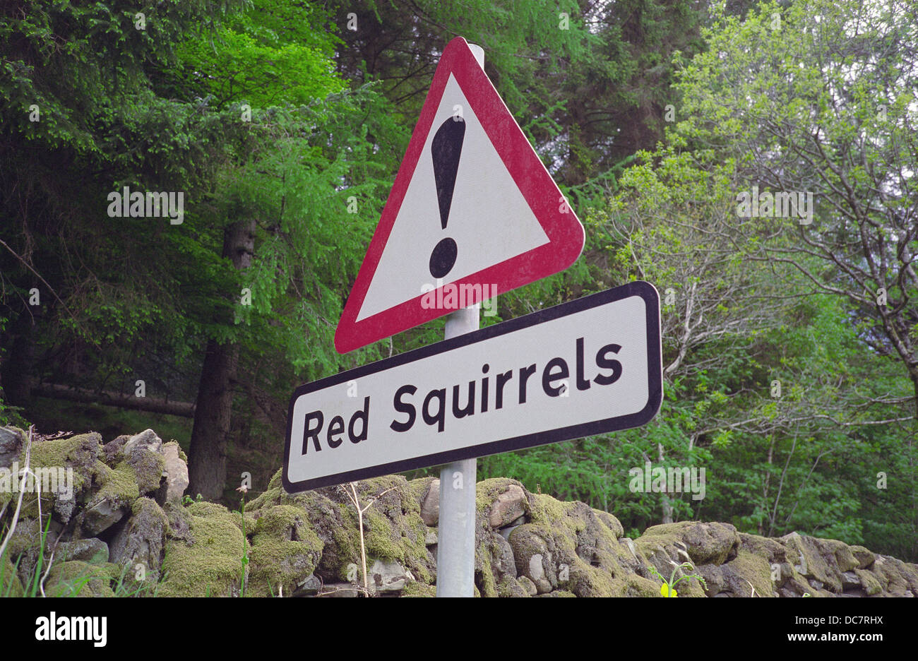 Red Squirrels Warning Road Sign, UK Stock Photo - Alamy