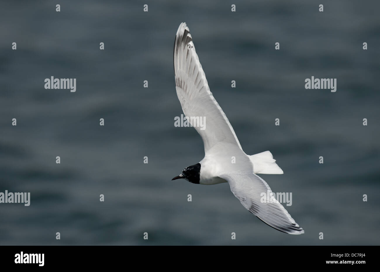 Little Gull moulting 2nd summer Stock Photo - Alamy