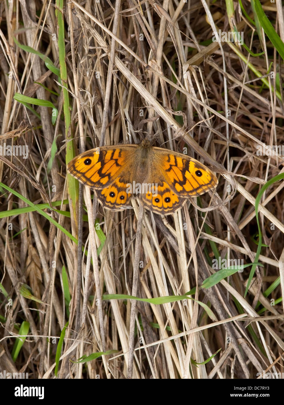A wall brown butterfly, "Latin name Lasiommata megera resting on dried ...