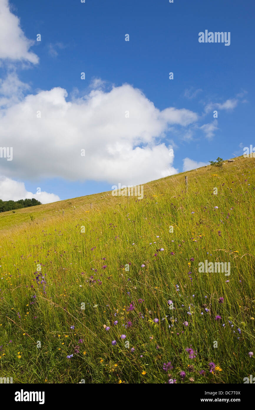 Hillside of wildflowers hi-res stock photography and images - Alamy
