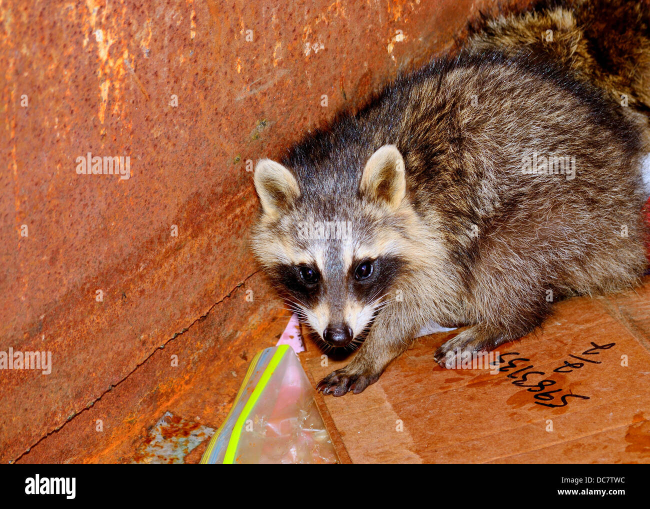 Cowering hi-res stock photography and images - Alamy