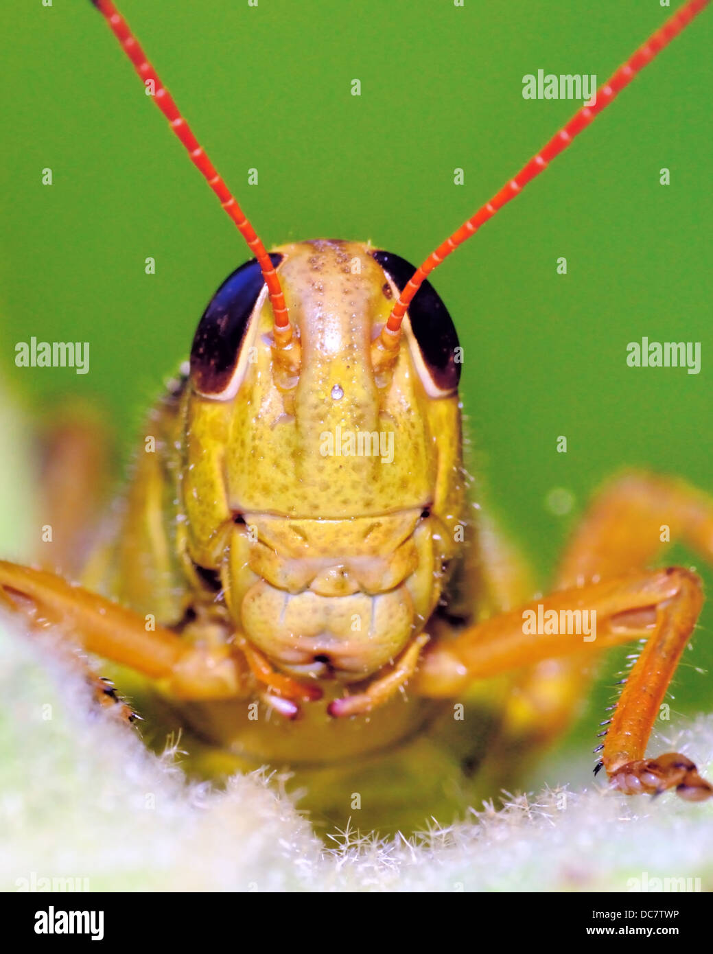 Grasshopper head hi-res stock photography and images - Alamy