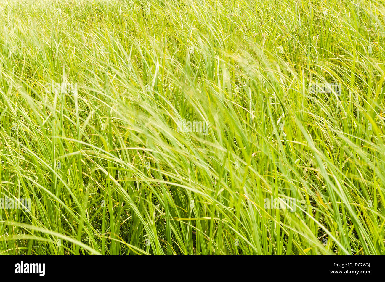 Green grass windy hi-res stock photography and images - Alamy