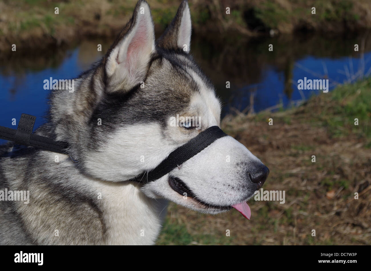 A lovely Husky Stock Photo - Alamy