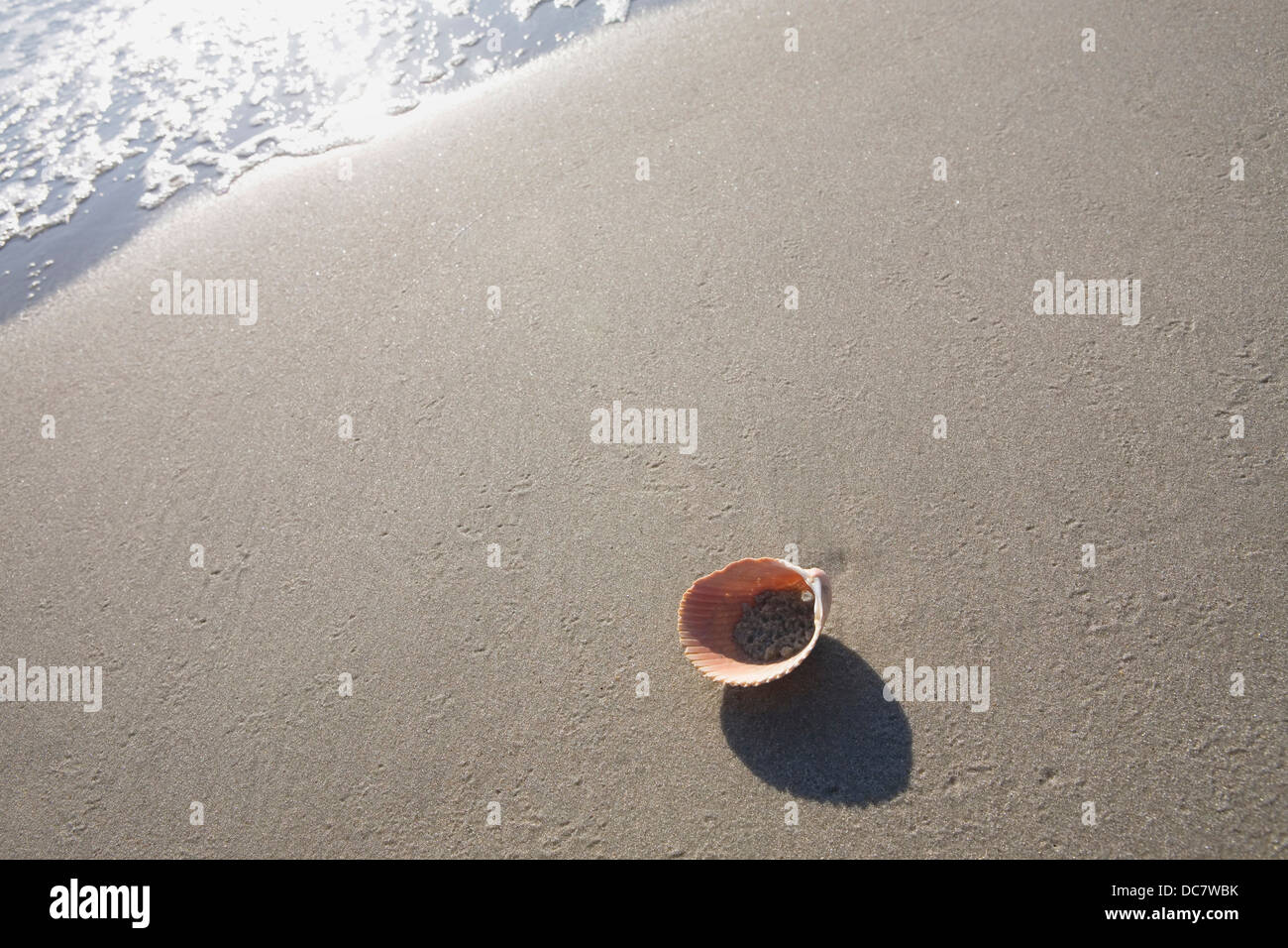 A sea shell washed up on the beach at Pawley's Island, SC. Photo by ...