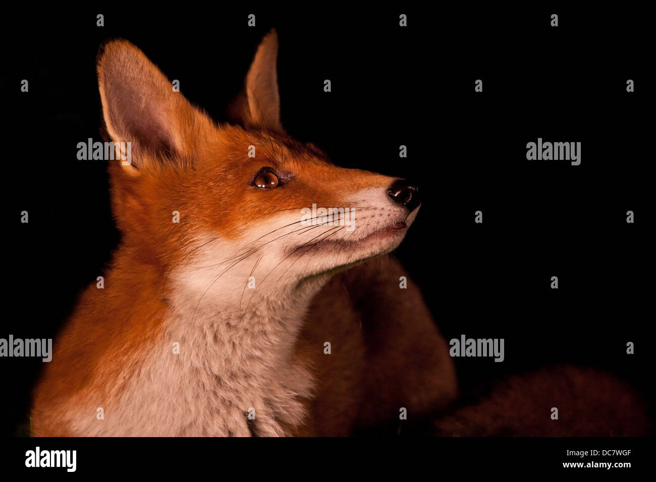 Staring at sky hi-res stock photography and images - Alamy