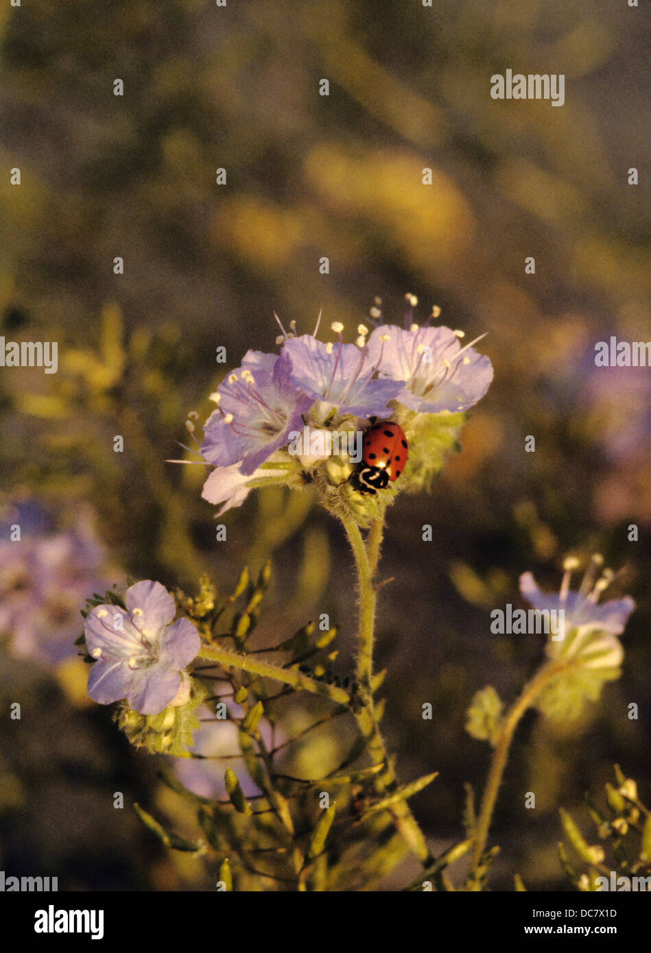 Lace lady tree hi-res stock photography and images - Alamy