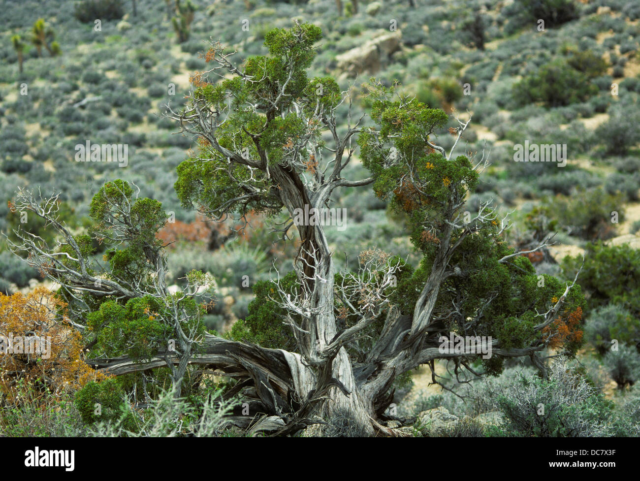 Gnarly Juniper Tree, Joshua Tree, CA 920321 014 Stock Photo - Alamy